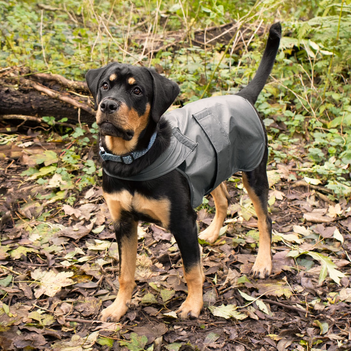 OHS Dog Water Resistant Jacket - Charcoal